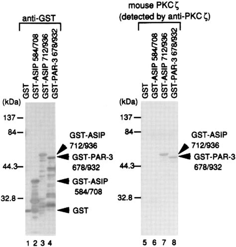 Direct Interaction Between Mouse Pkcζ And Rat Asip Or C Elegans Par 3
