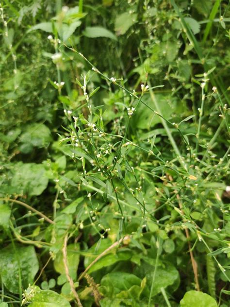 Photo Knotgrass Polygonum Aviculare