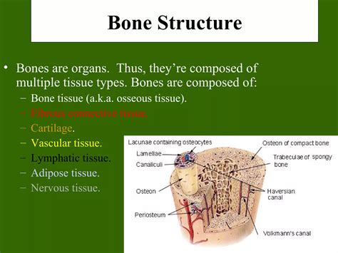 Bone Tissue Ppt