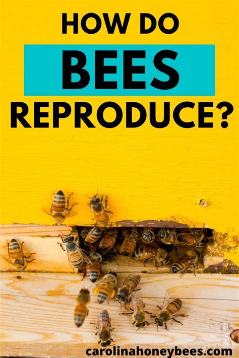 How To Move A Bee Hive Artofit