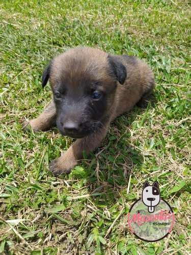 Venta De Perros Cocker Ingles Medellín Mascotas Medellin