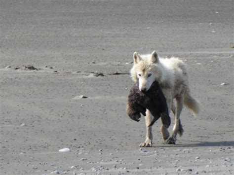 Rethinking Wolf Hunting Behavior Researchers Observe Wolves Killing