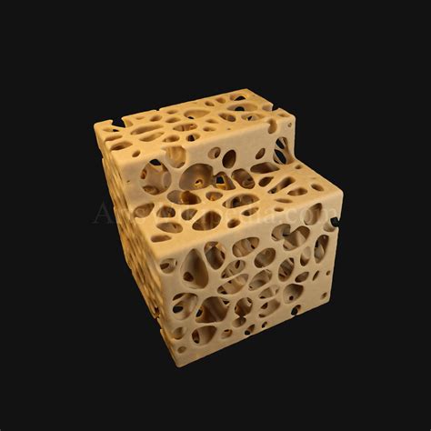 Ak Arts 3d Normal Histology Of Spongy Bone Structure