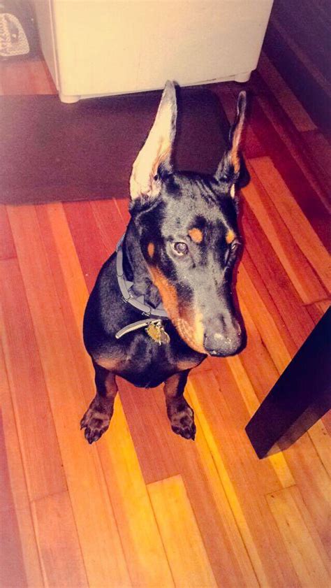 Caesar A Beautiful European Doberman