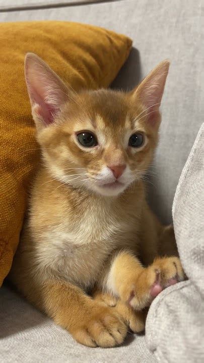 접종하고 와서 피곤한 고양이 Youtube