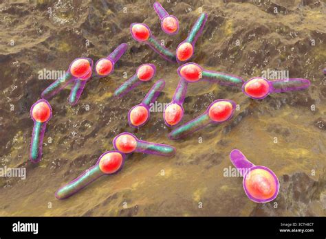 Illustration Of Clostridium Botulinum This Bacterium Produces A Potent