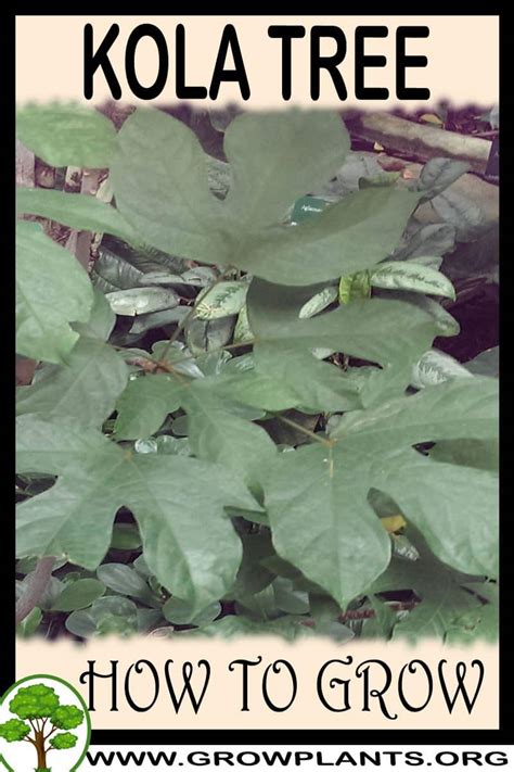 Kola Nut How To Grow And Care