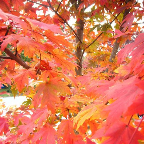 Acer Rubrum Pni 0268 ~ October Glory® Red Maple Kings Sunset Nursery