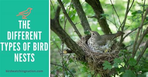 10 Unique Types Of Bird Nests And How To Identify Them Birdwatching