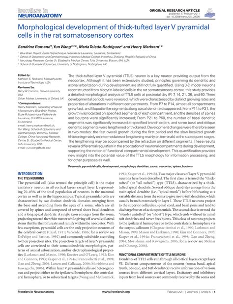 Pdf Morphological Development Of Thick Tufted Layer V Pyramidal Cells