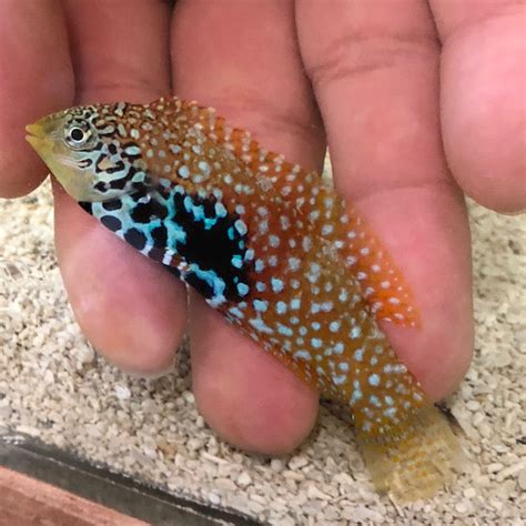 Wrasse