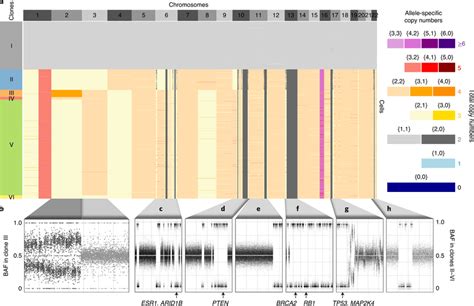 Chisel Reliably Identifies Allele Specific Copy Numbers A Download Scientific Diagram