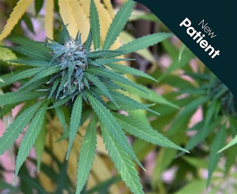 Is There An Age Limit To Medical Cannabis Releaf Uk