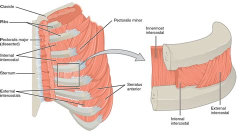 Unit 15 Muscle Anatomy And Movement Douglas College Human Anatomy And Physiology I 2nd Ed