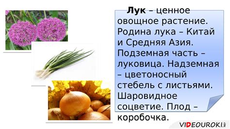 Декоративные растения семейства лилейные - 68 фото