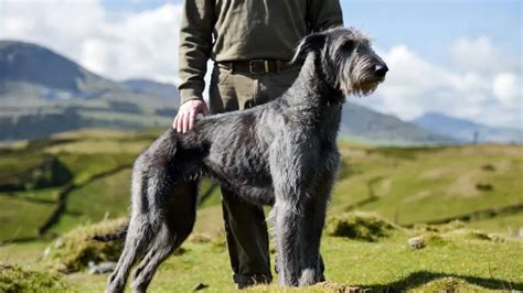Irish Wolfhound Guide Size Temperament And Care In Ireland