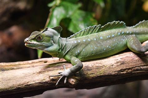 Based Basilisk Boldly Bakes E By Thebootesartvoid On Deviantart