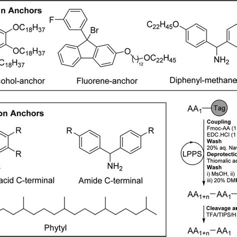 Coupling Agent Peptide Synthesis At Michele Bodden Blog