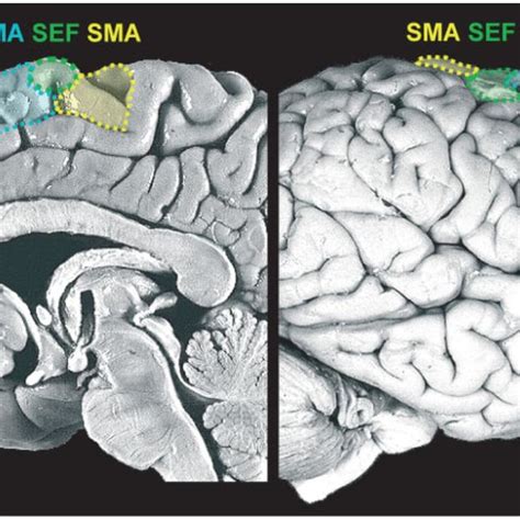 Areas Composing The Prefrontal Cortex Pfc According To The Download Scientific Diagram