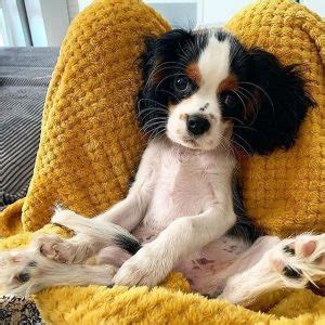 Ruby Cavalier King Charles Spaniels The Ultimate Guide To This Elegant