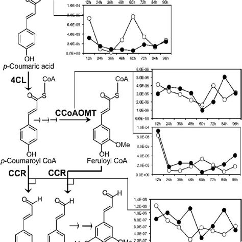 Progression Of Xylem Te Lignification In Whole Z Elegans Plants