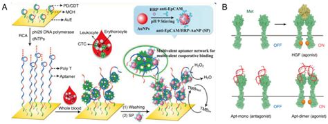 Application Of Multivalent Aptamers In Tumor Diagnosis Analysis And Therapy Review Pubmed