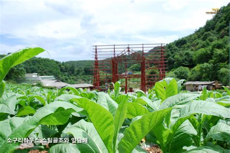 소구리 하우스 단양 잎담배와 소구리하우스 스틸골조 전경 소구리 하우스 단양 잎담배와 소구리하우스 스틸골조 전경