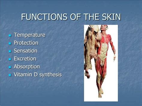 Ppt The Integumentary System Skin Structure Functions And