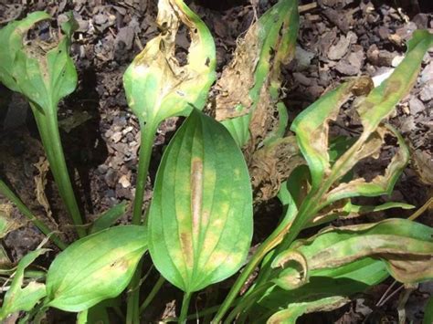 9 Most Common Hosta Diseases With Pictures World Of Garden Plants