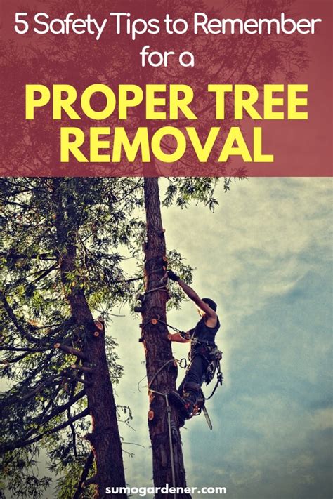 5 Safety Tips To Remember For A Proper Tree Removal Sumo Gardener