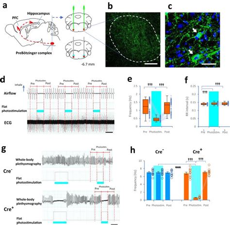Mustafa Pehlivan On Linkedin Hippocampal Ensemble Dynamics And Memory Performance Are Modulated By…