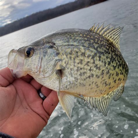 Crappie Soft Plastic Fishing Lures Swimbaits Shad Stinger Tails