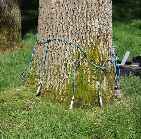 Ash Tree Injections Cousin Tree Care