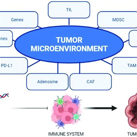 The Tumor Microenvironment Is Influenced By Multiple Factors The Download Scientific Diagram