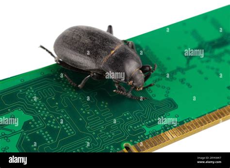 Bug On PC Memory Circuit Board Computer Error Concept Isolated On White Background Stock Photo