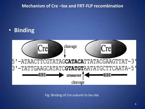 Recombinase Cre Lox And Flp Frt Ppt Chemistry Science