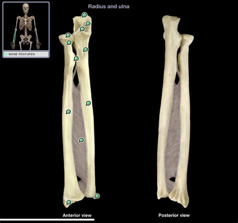 Radius And Ulna Diagram Quizlet