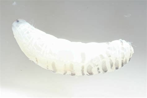 Discussion Forum Hypoderma Larva Second Instar