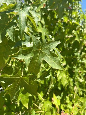 Liquidambar Styraciflua American Sweet Gum — Ellenby