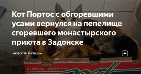 Кот Портос с обгоревшими усами вернулся на пепелище сгоревшего монастырского приюта в Задонске