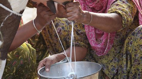 The 3 Key Factors For Maximizing Milk Production