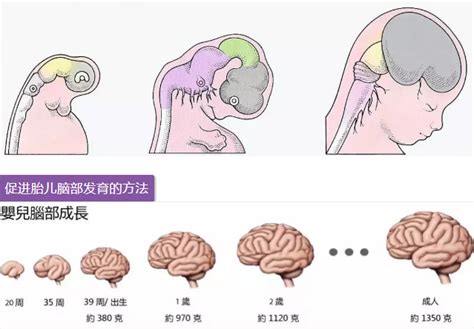 胎儿脑发育,这段时间最关键 知乎 胎儿脑发育,这段时间最关键 知乎