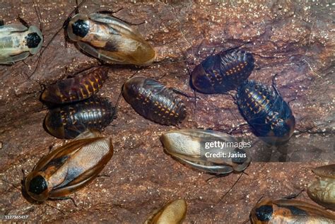 Giant Cave Cockroach Blaberus Giganteus Cave Cockroach Insect