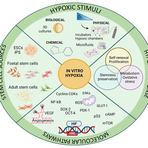 Summary Of Stem Cell Metabolic State During Hypoxia Condition And