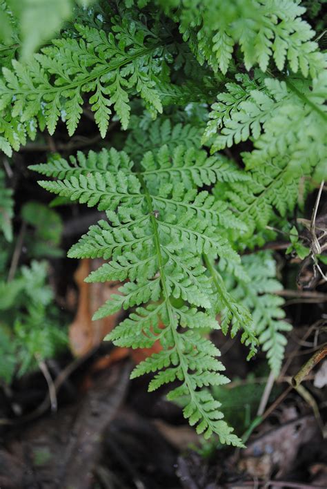 Cystopteris Fragilis Sl Ferns And Lycophytes Of The World