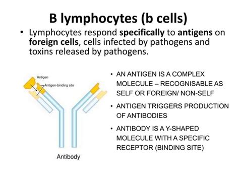 Clonal Selection Easy Words To Understan Pptx Biological Sciences