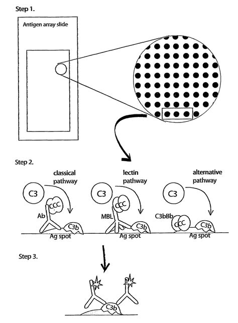 Measurement Of Complement Activation Products On Antigen Arrays Danubia