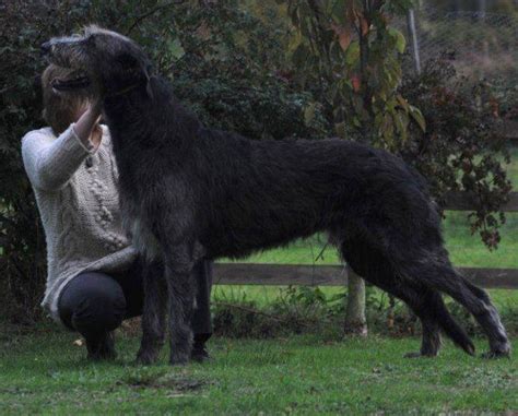 Black Irish Wolfhound Puppies