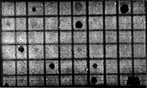 Oligonucleotide Microarray Technique For Detecting Pathogen
