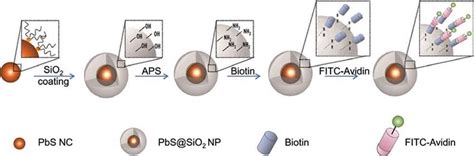 General Scheme For The Pbs Nc Functionalization Process Leading To The